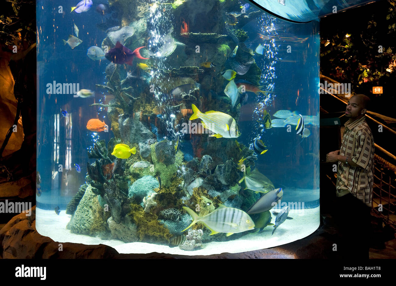 Rainforest cafe fish hi-res stock photography and images - Alamy