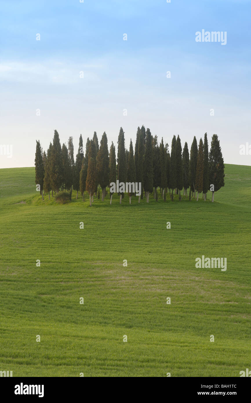 Cupressus trees hi-res stock photography and images - Alamy