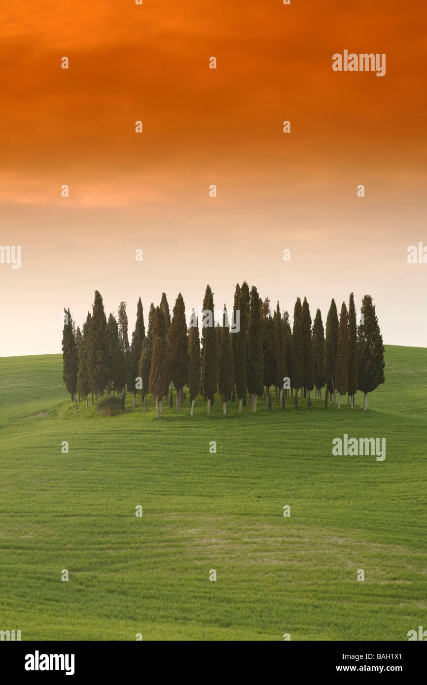 Cypress trees tuscany hi-res stock photography and images - Alamy