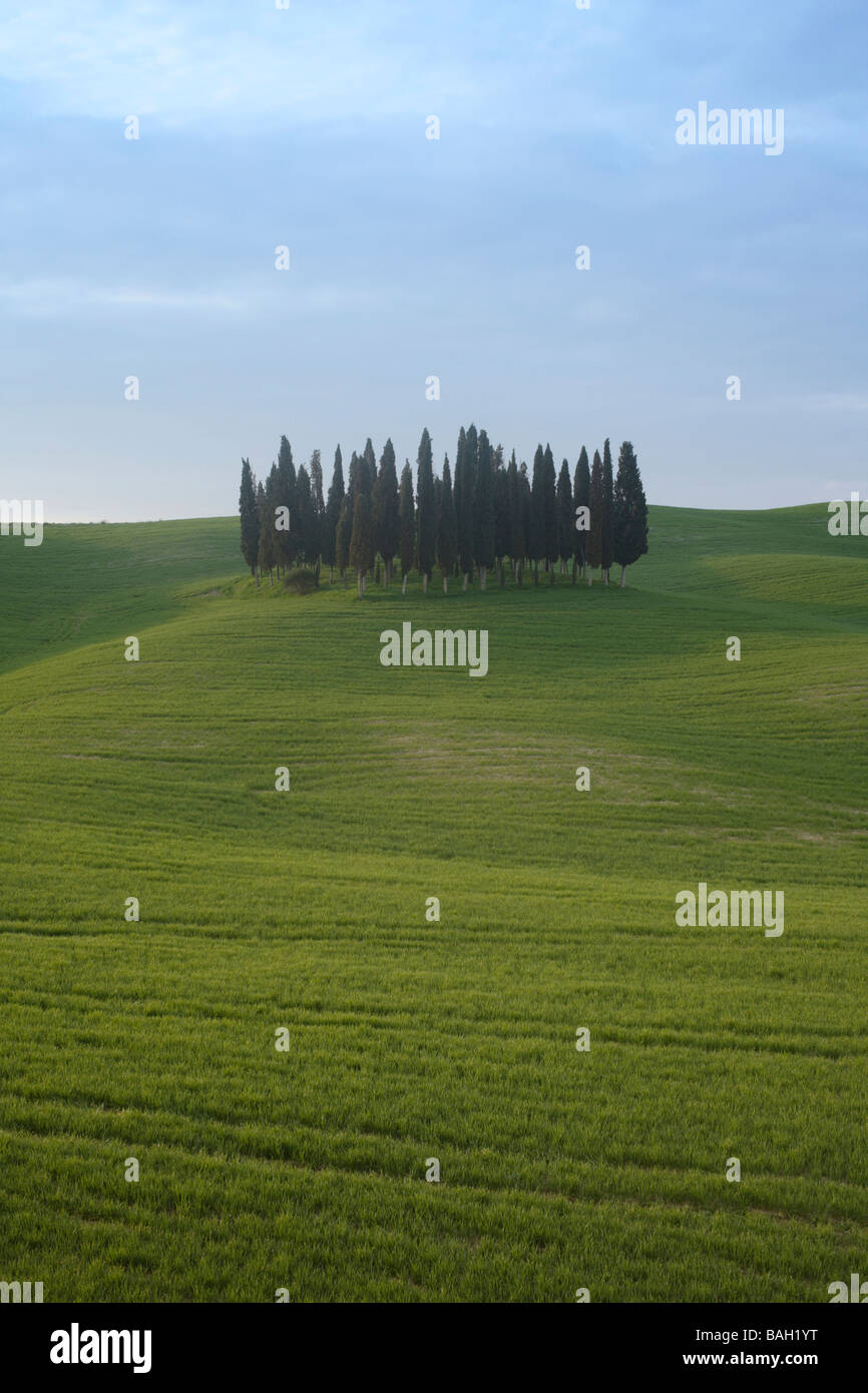 Cypress trees Tuscany Italy Stock Photo - Alamy