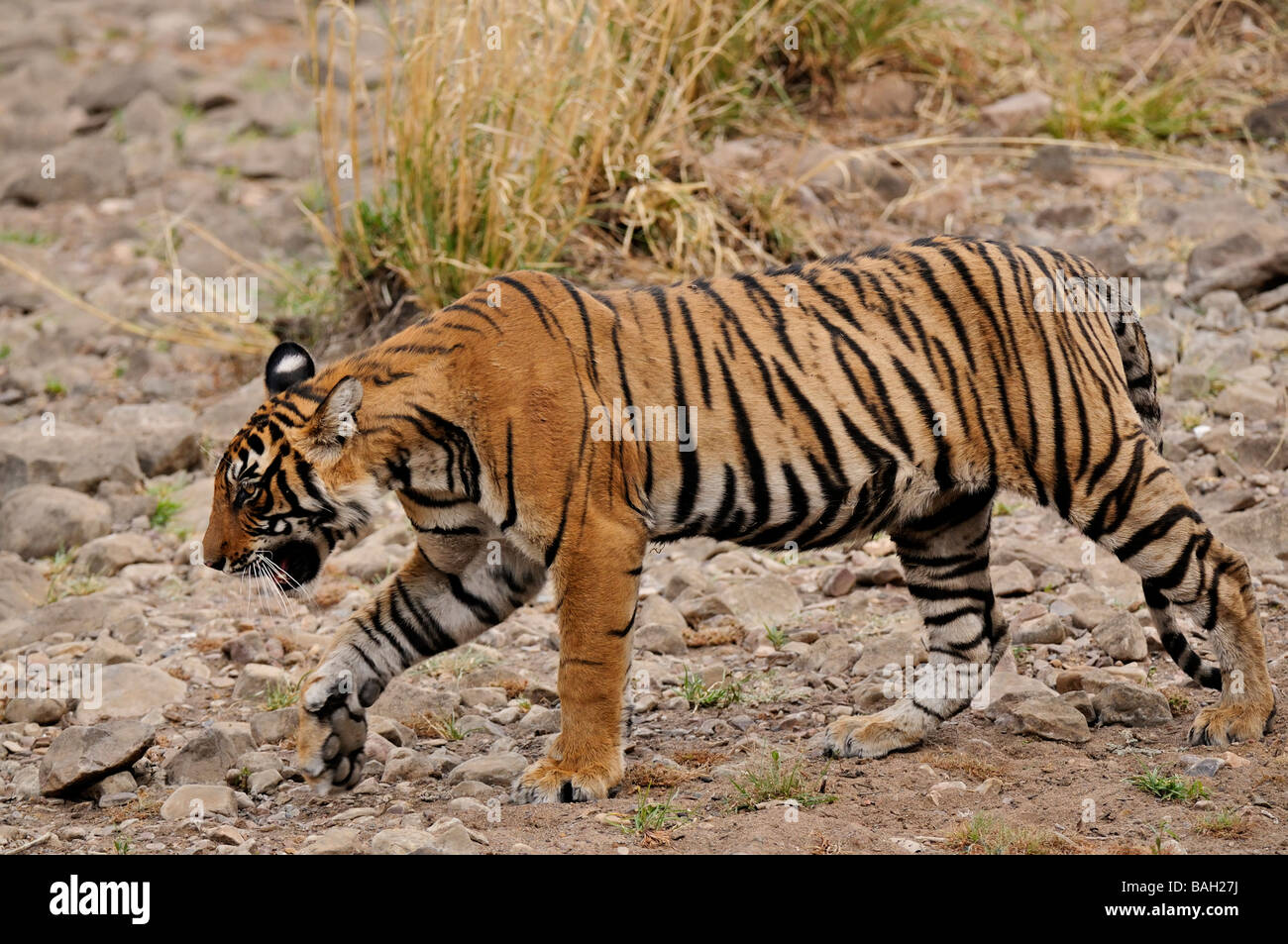 A young tiger walking on a rocky path in Ranthambore national park ...