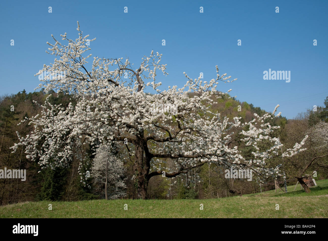 Beautiful large cherry tree in spring Stock Photo - Alamy