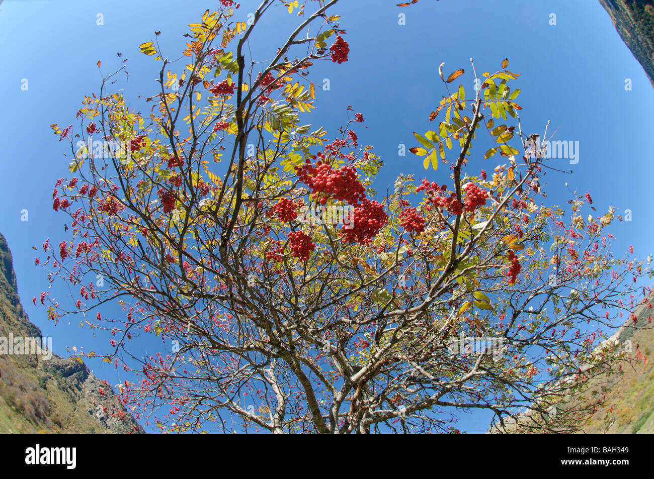 Moixera de guilla hi-res stock photography and images - Alamy