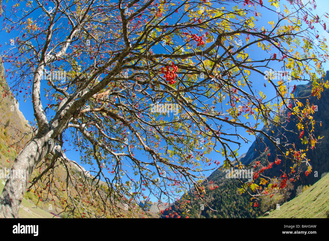 Rowan with fruits, Aran valley, Pyrenees, Spain Stock Photo - Alamy