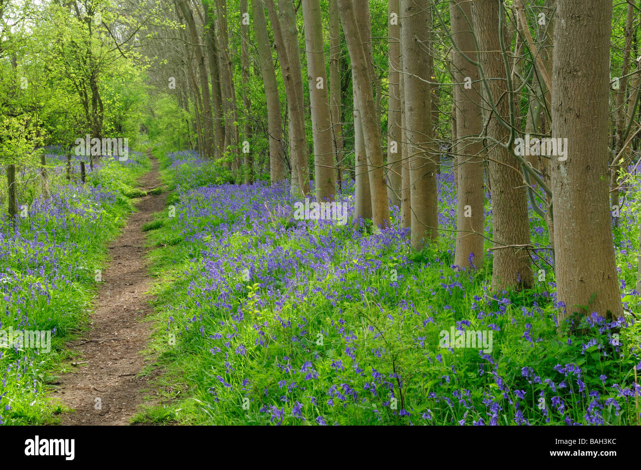 Gamlingay High Resolution Stock Photography and Images - Alamy