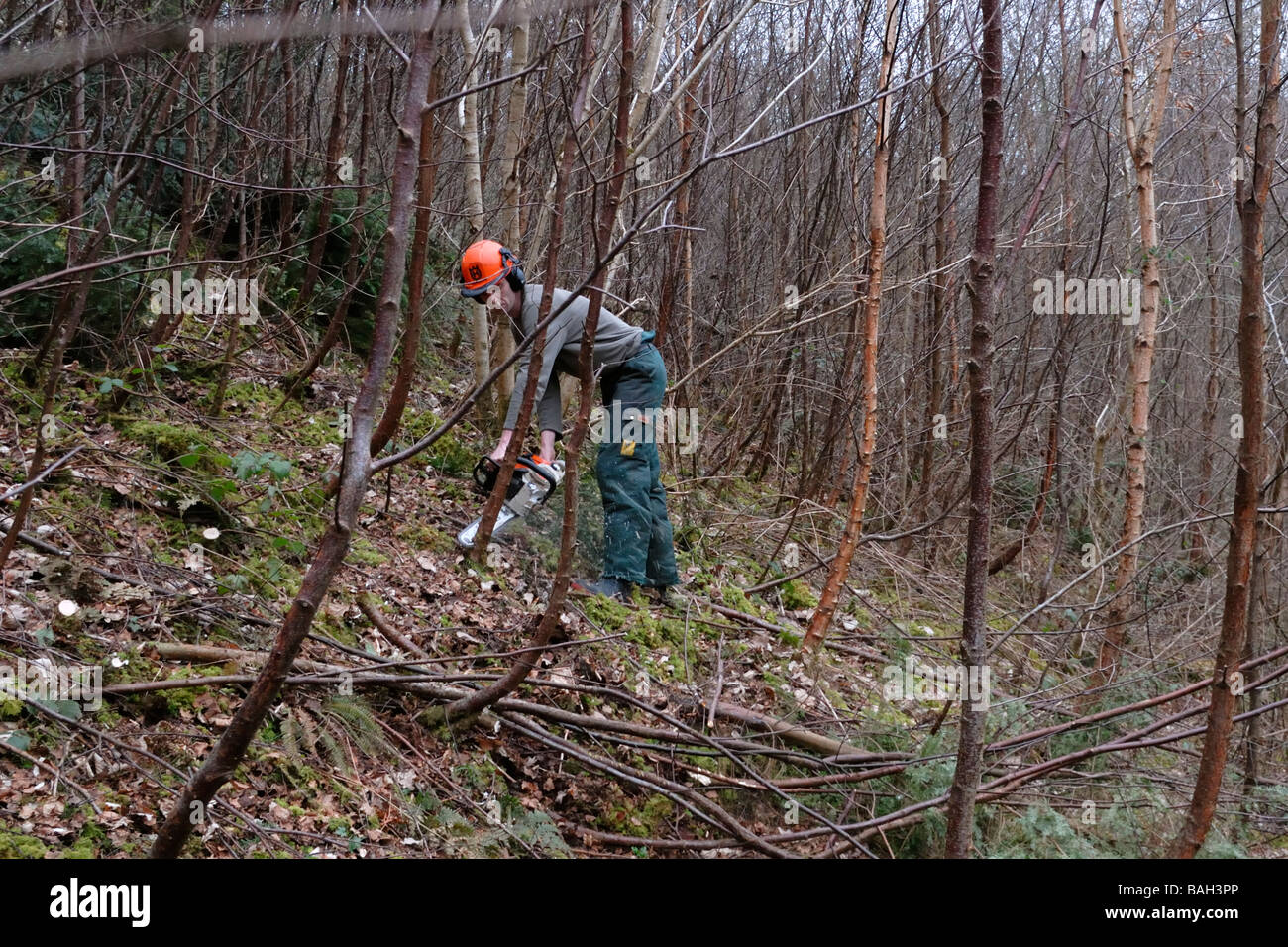 Forester respacing Birch regeneration with a chainsaw, Wales Stock ...