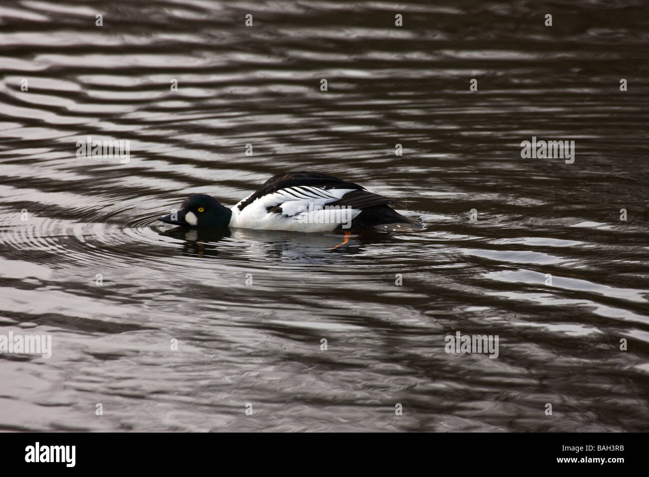 Male Goldeneye (Bucephala clangula) in head- forward display (threat ...