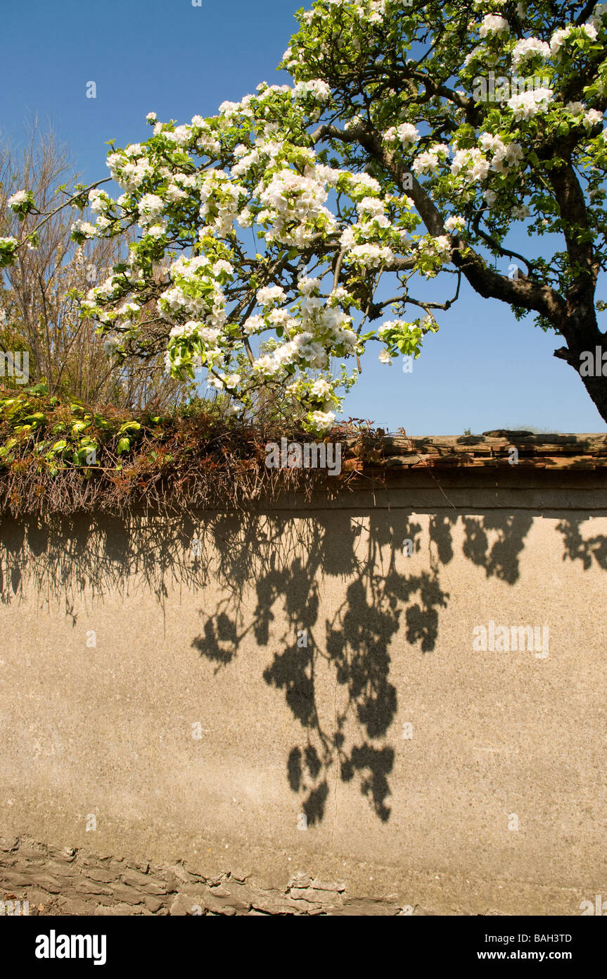 Tree and stone wall hi-res stock photography and images - Alamy