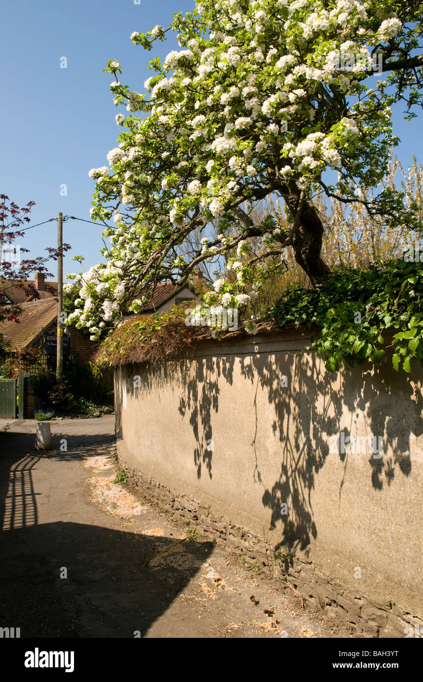 Blossoming tree by stone wall in Haddenham in Buckinghamshire Stock ...