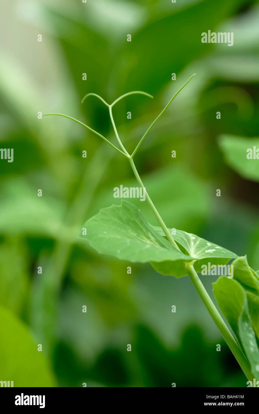 Pisum Sativum Pea tendril Stock Photo - Alamy