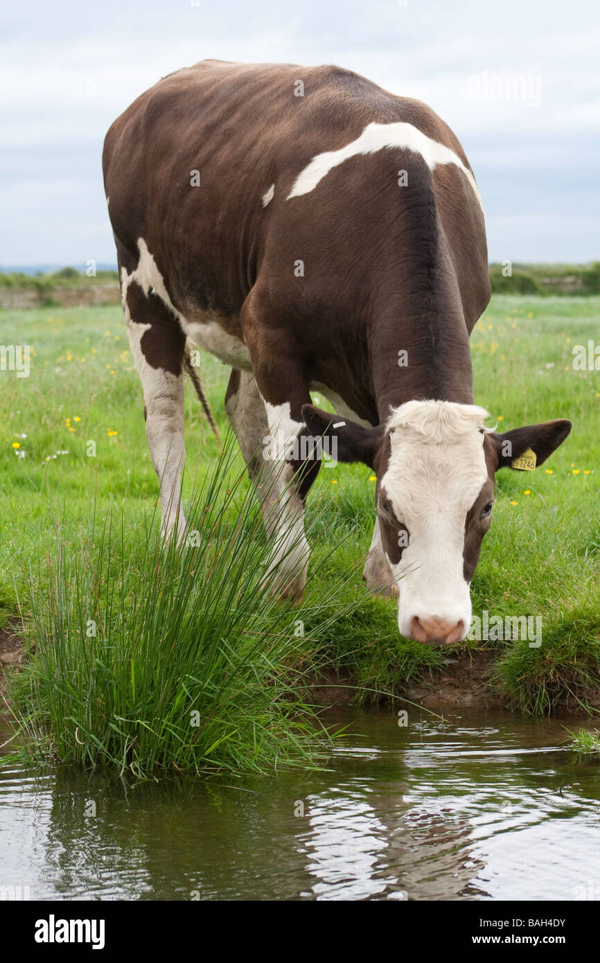 Cow drinking from a stream Stock Photo - Alamy