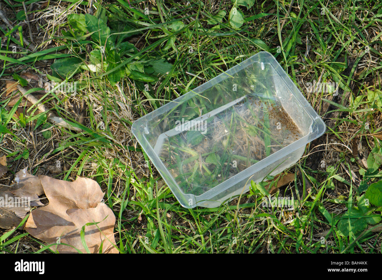 Mosquito breeding hi-res stock photography and images - Alamy