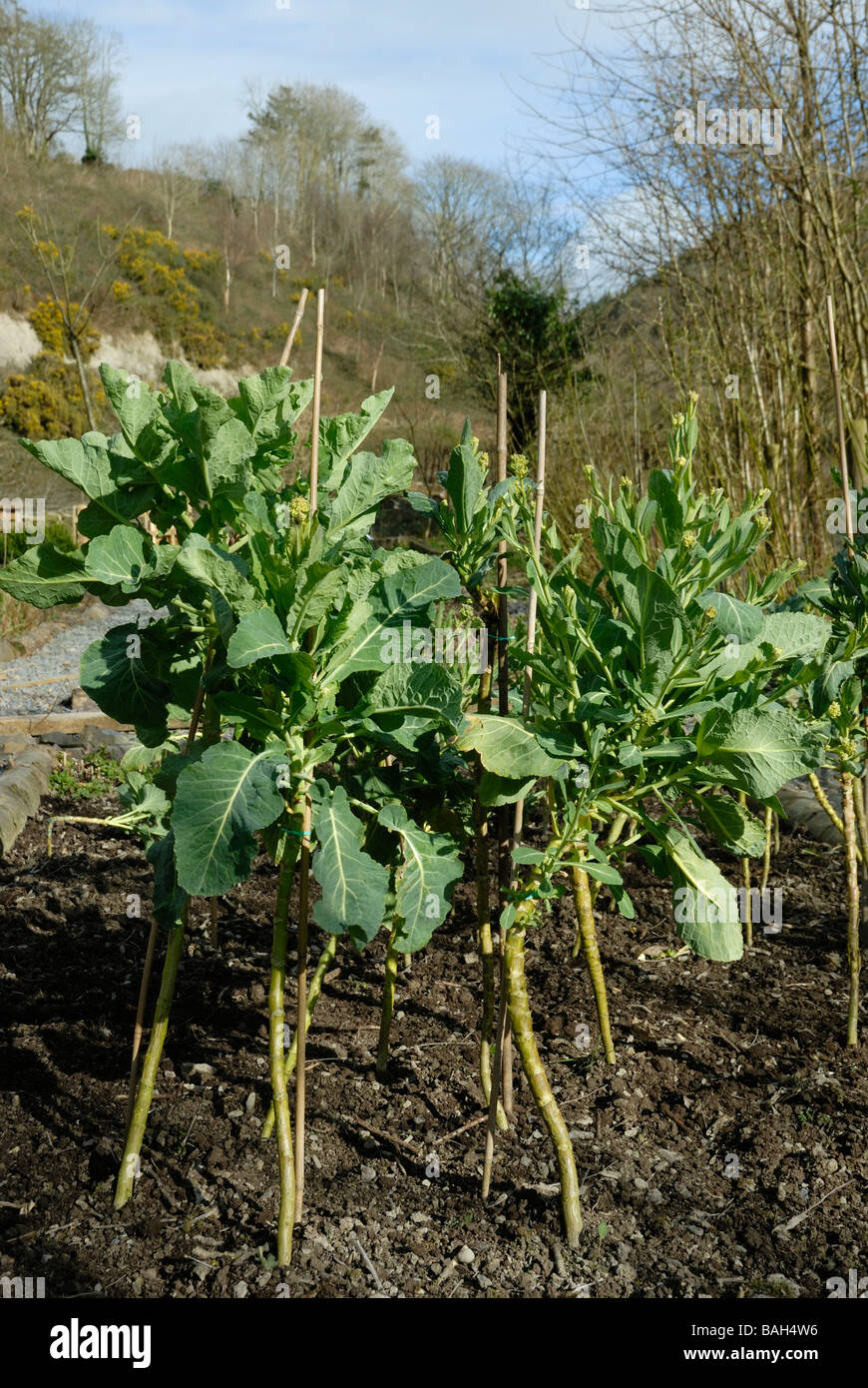 Brassica oleracea Early White Sprouting Broccoli Stock Photo - Alamy