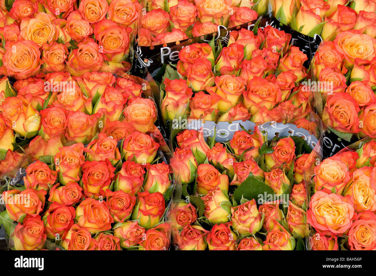 Netherlands, Northern Holland Province, Amsterdam, Singel, Bloemenmarkt ...