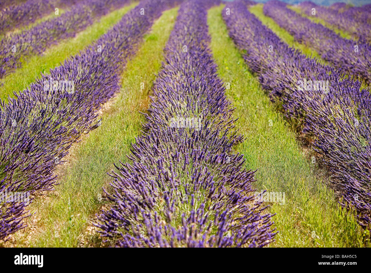 France, Vaucluse, Sault, lavender fields Stock Photo - Alamy