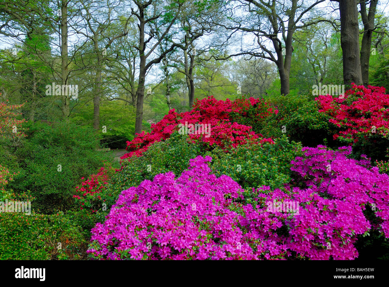 English woodland with rhododendrons and azaleas Stock Photo - Alamy