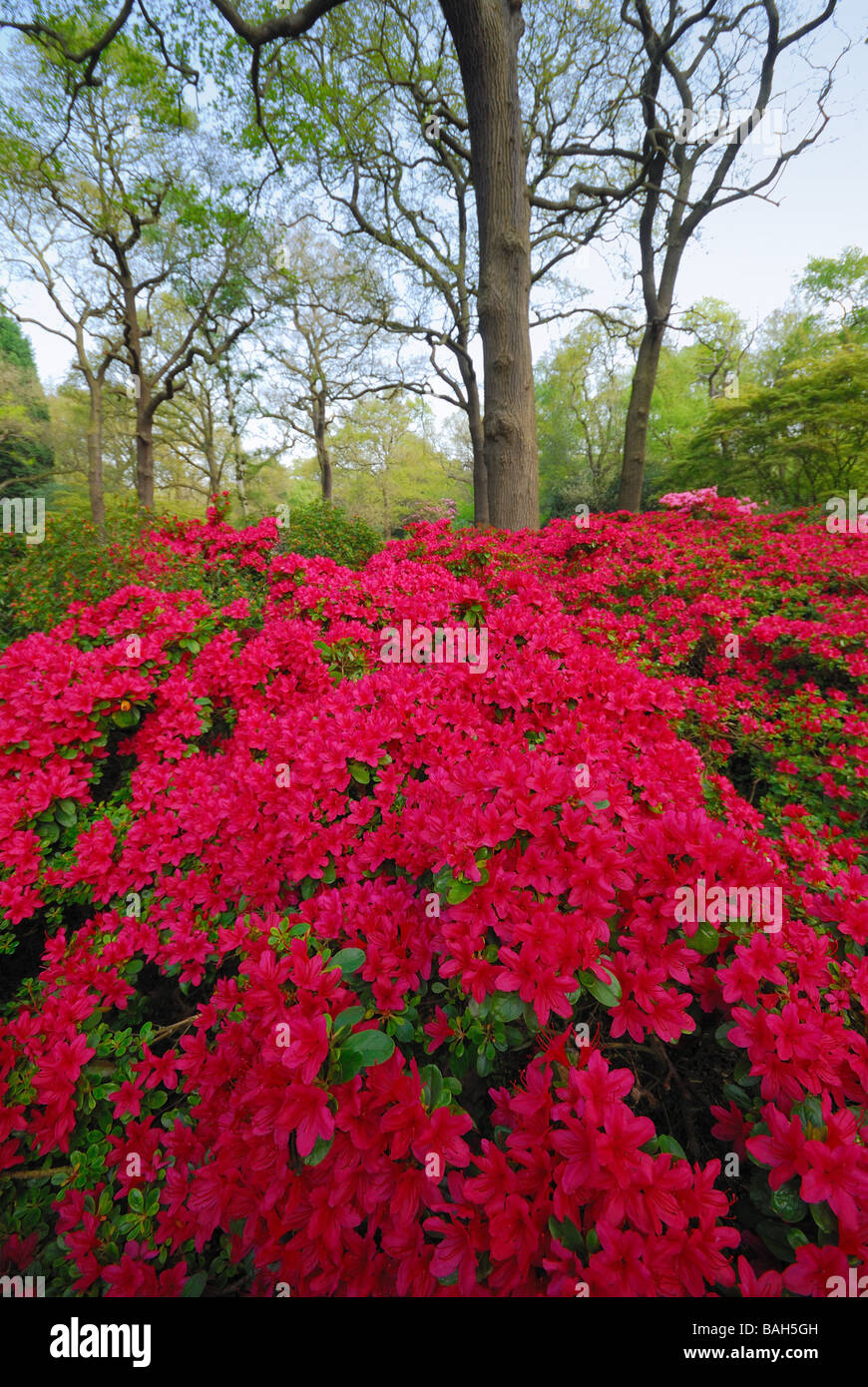 English azalea hi-res stock photography and images - Alamy
