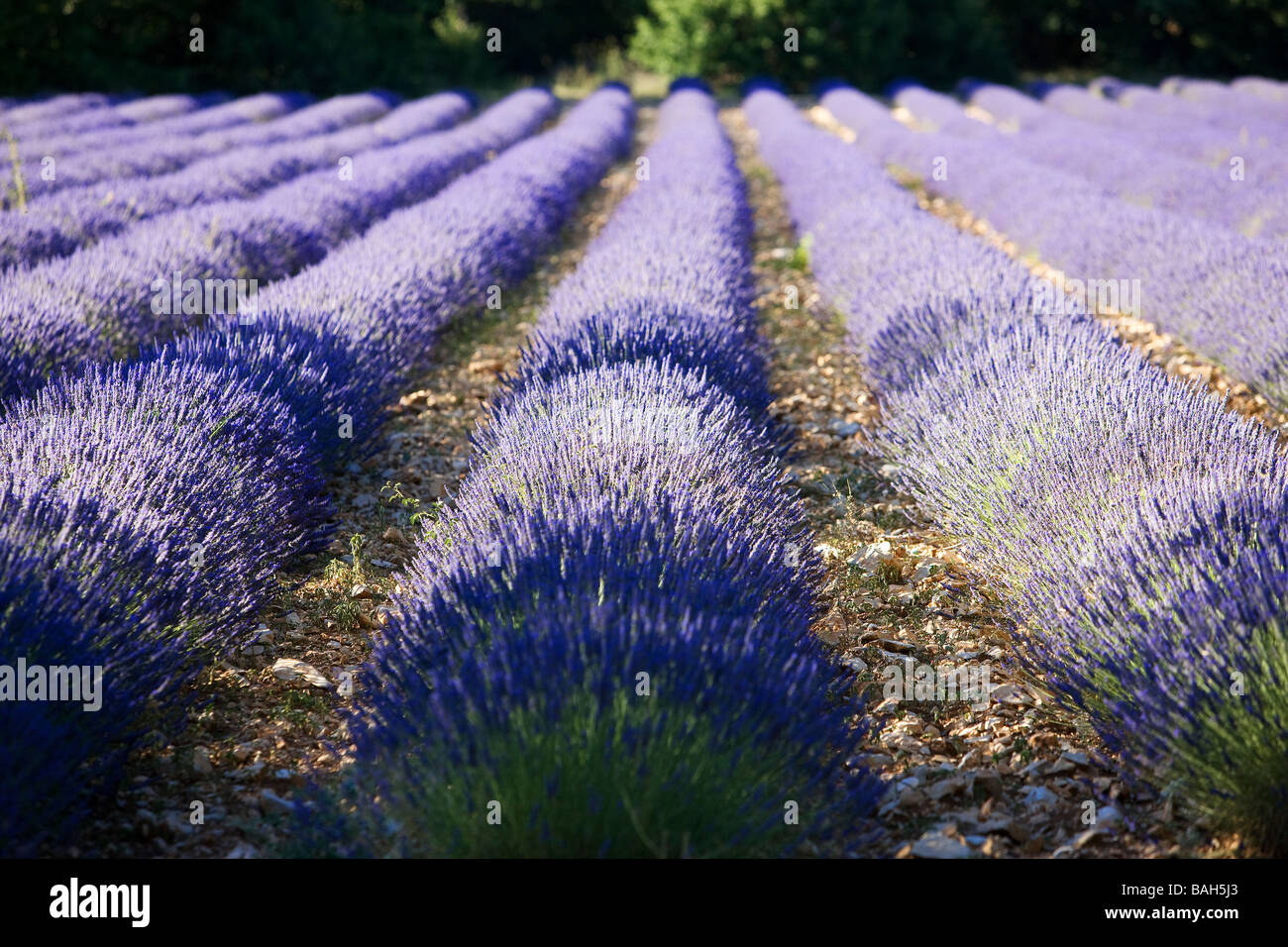 France, Vaucluse, Sault, lavender fields Stock Photo - Alamy