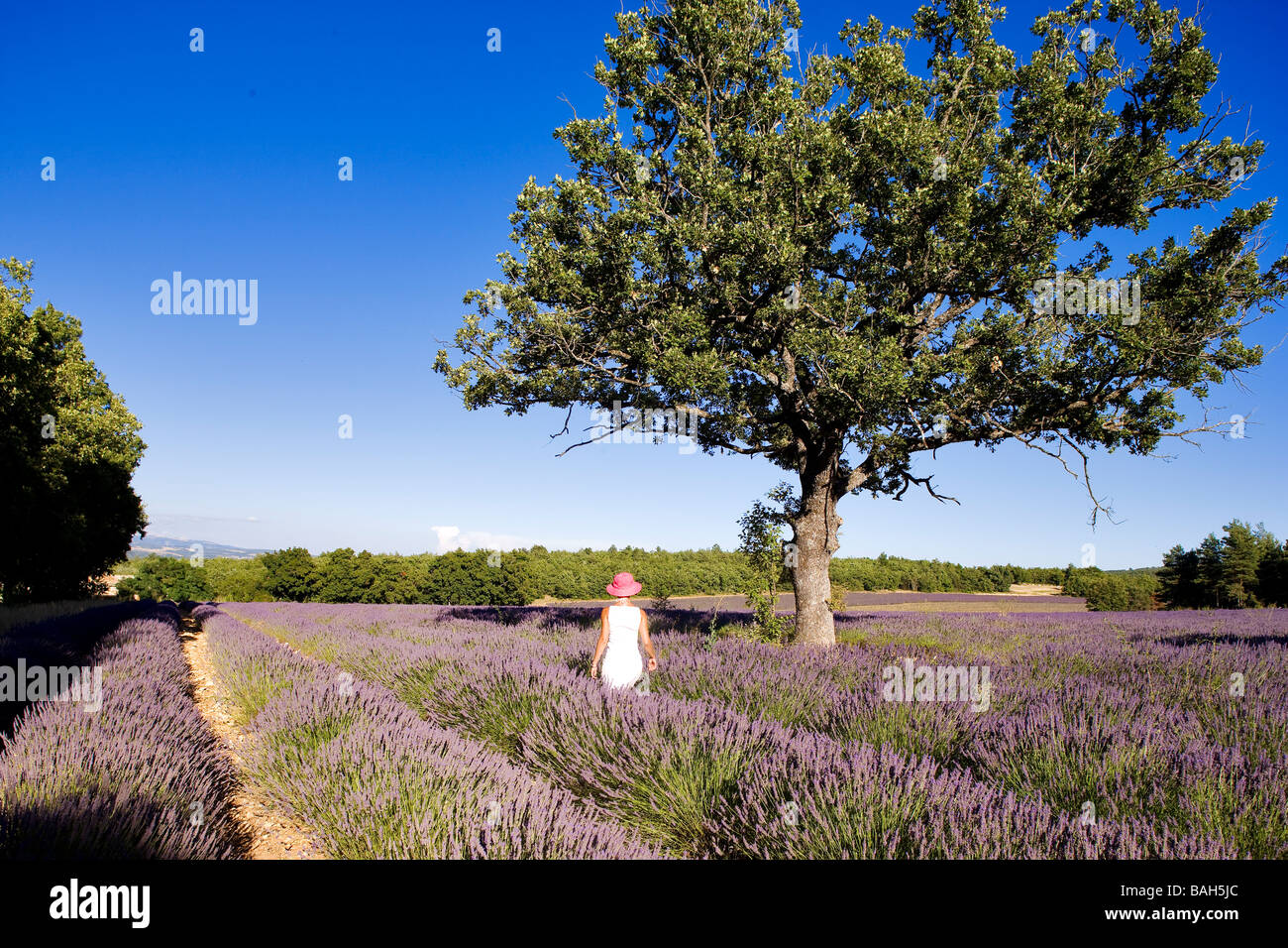 France, Vaucluse, Sault, lavender fields Stock Photo - Alamy