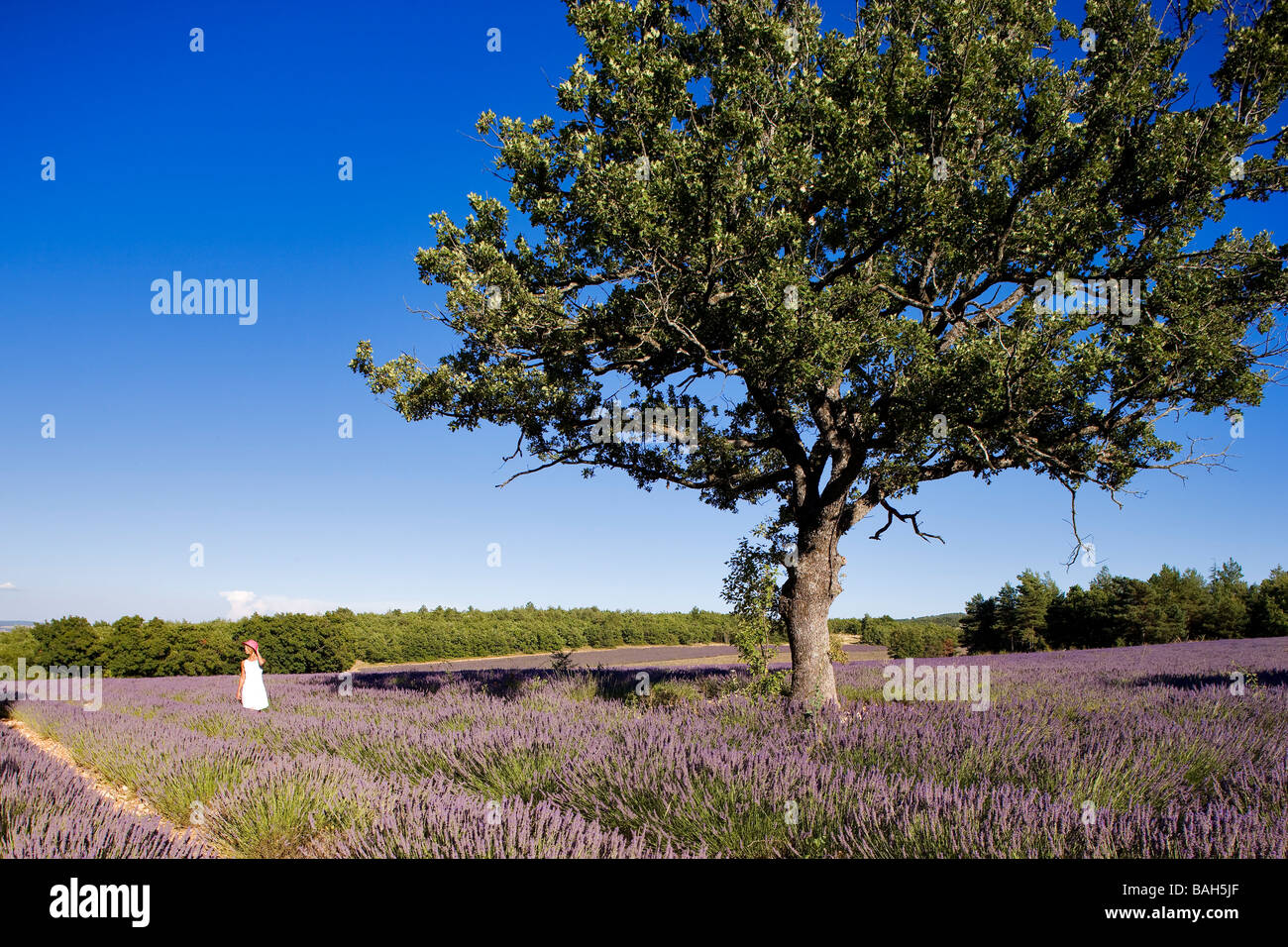 France, Vaucluse, Sault, lavender fields Stock Photo - Alamy