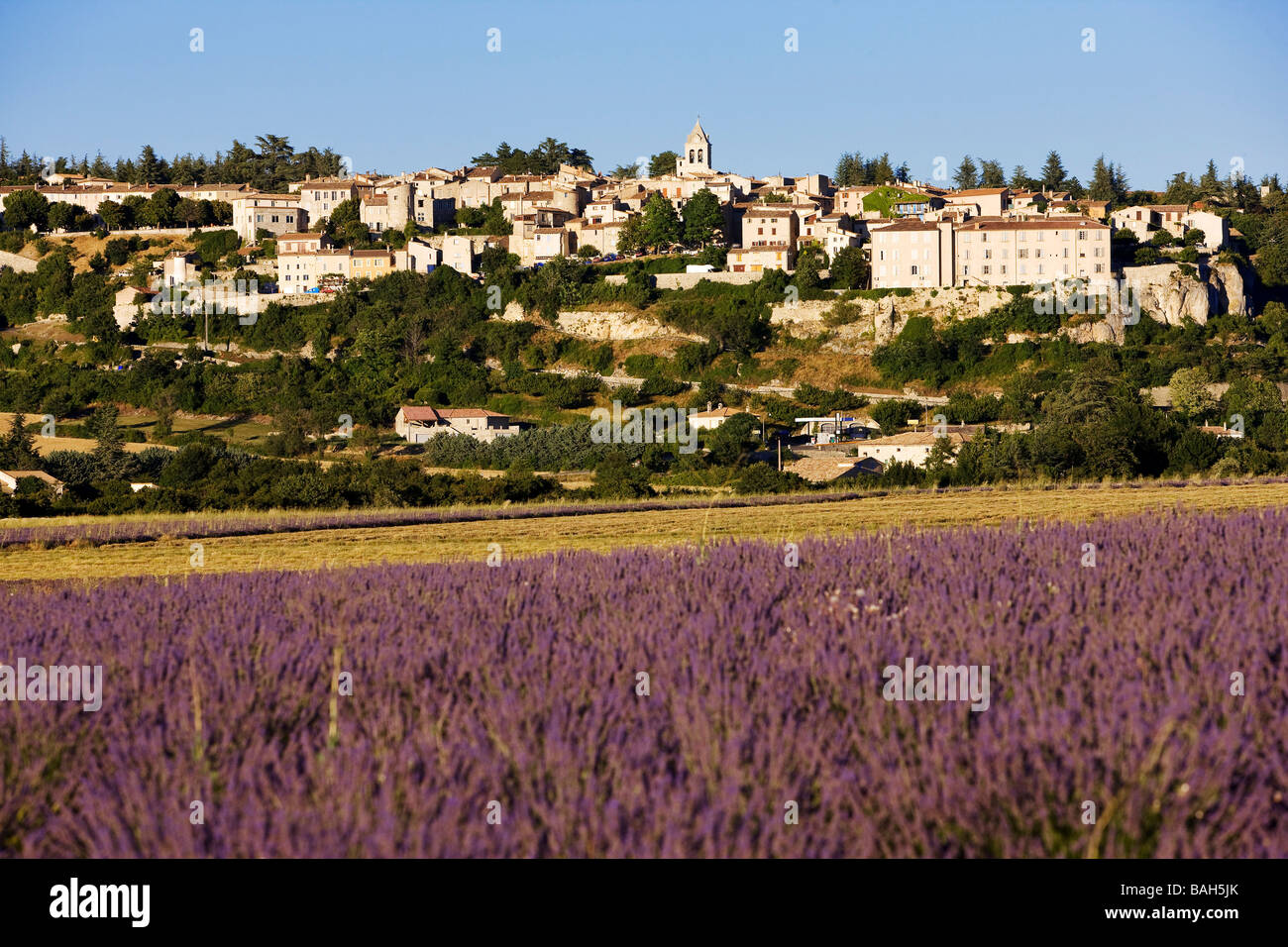 France, Vaucluse, Sault, lavender fields Stock Photo - Alamy