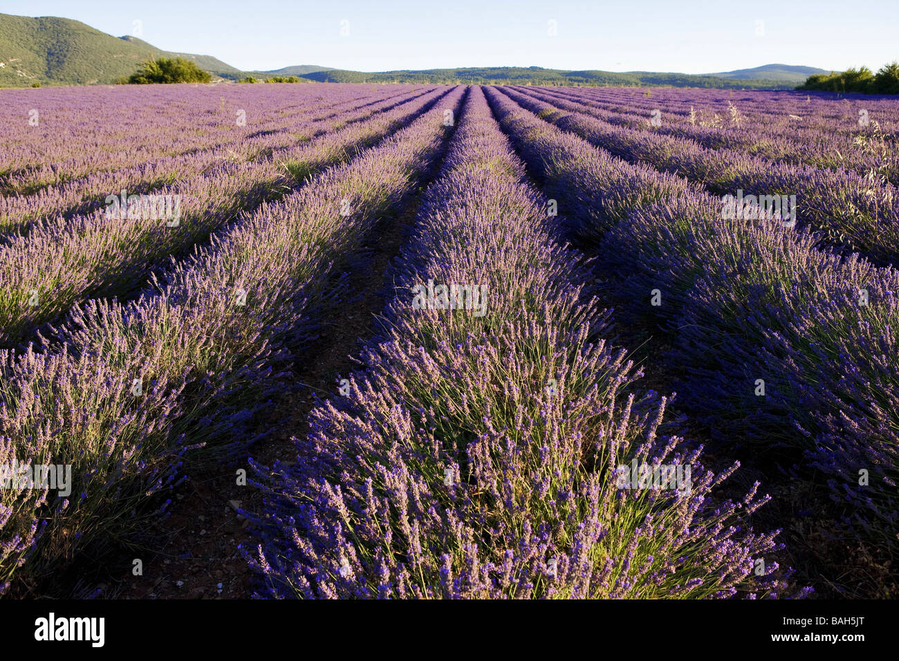 France, Vaucluse, Sault, lavender fields Stock Photo - Alamy