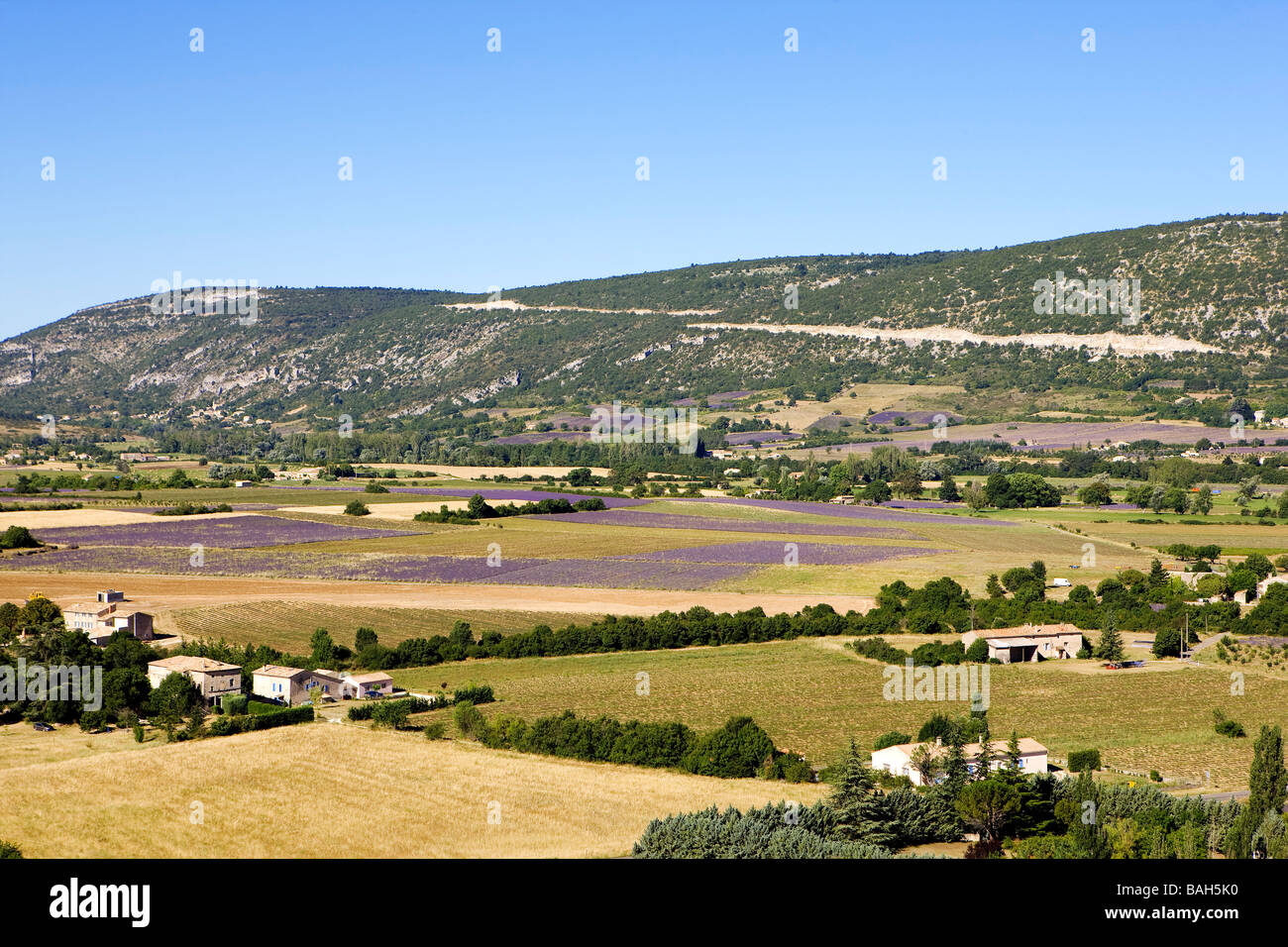France, Vaucluse, Sault, lavender fields Stock Photo - Alamy