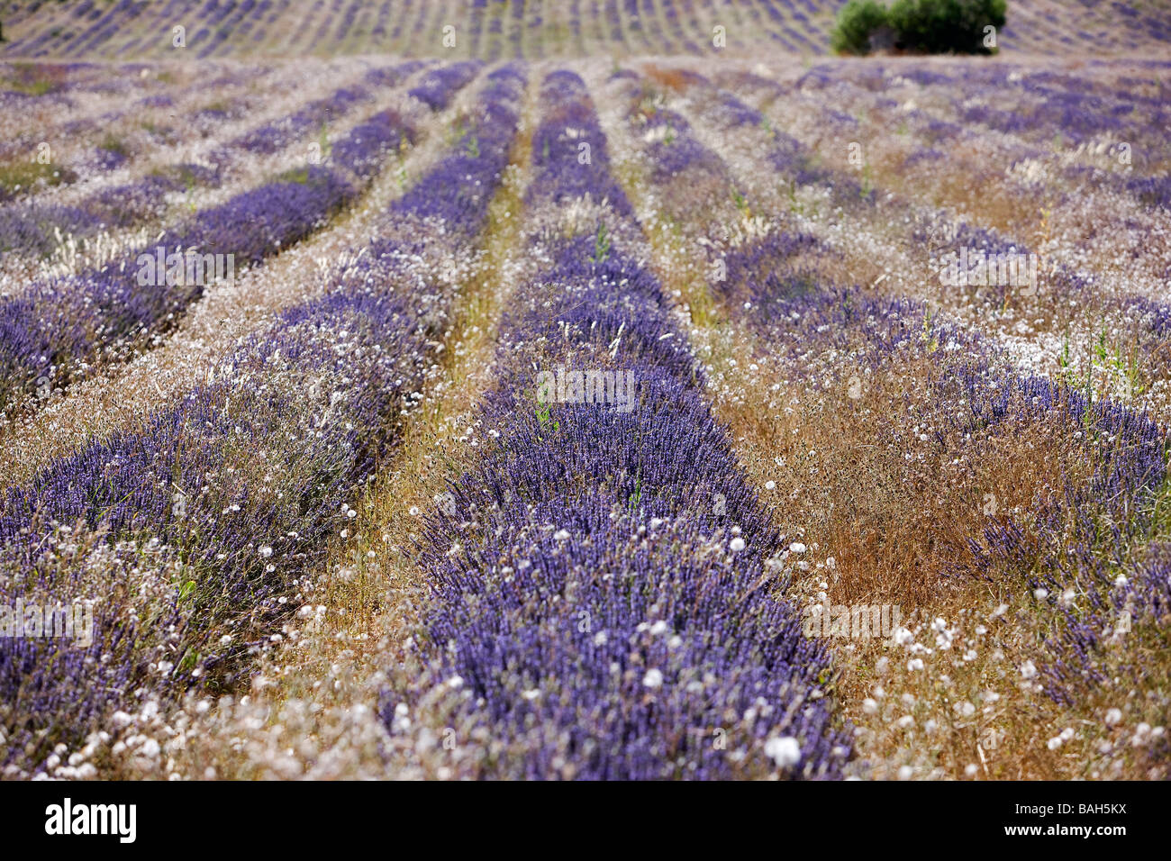 France, Vaucluse, Sault, lavender fields Stock Photo - Alamy
