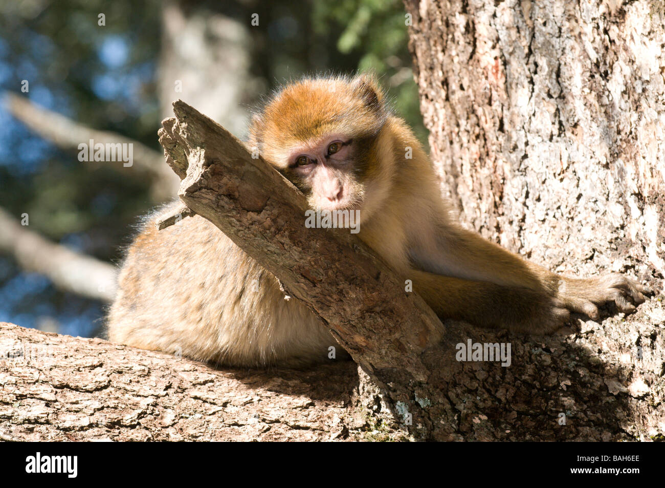 Planta de pinaceae hi-res stock photography and images - Alamy