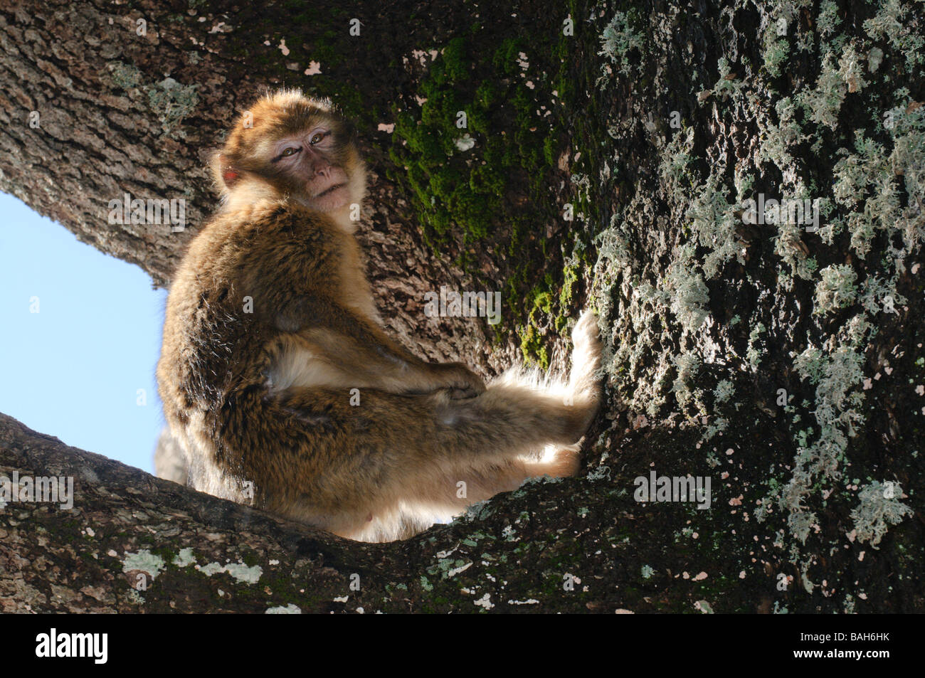 Barbary Macaque Macaca sylvanus climbing on trees in the cedar forest ...