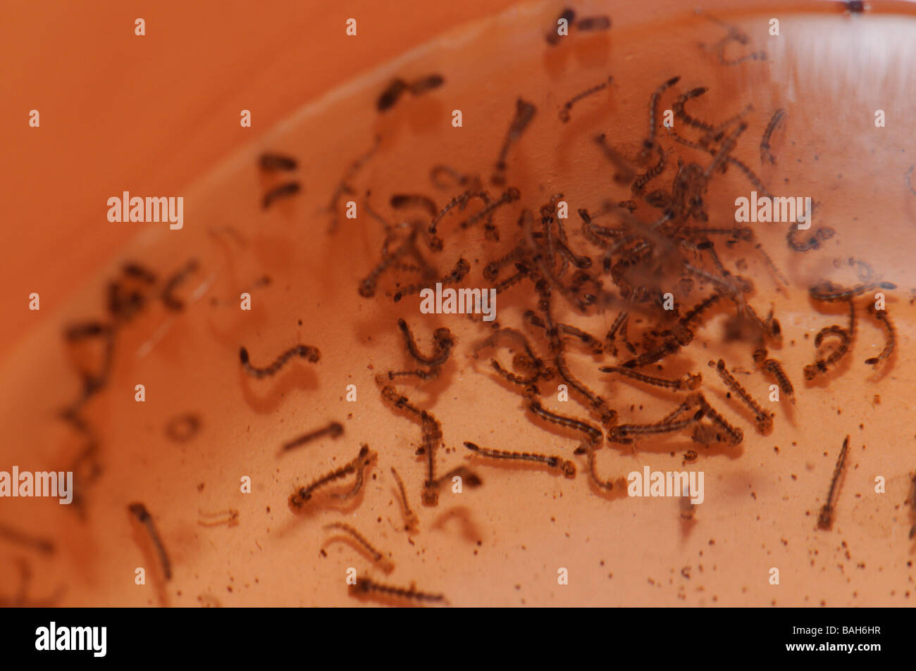 Mosquito larvae garden hi-res stock photography and images - Alamy