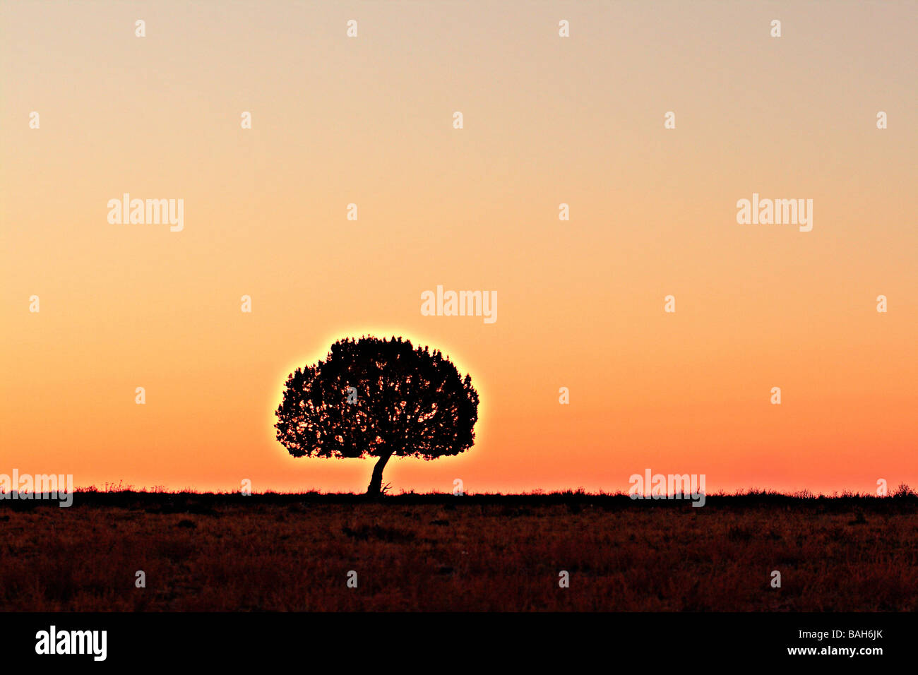Singular tree hi-res stock photography and images - Alamy