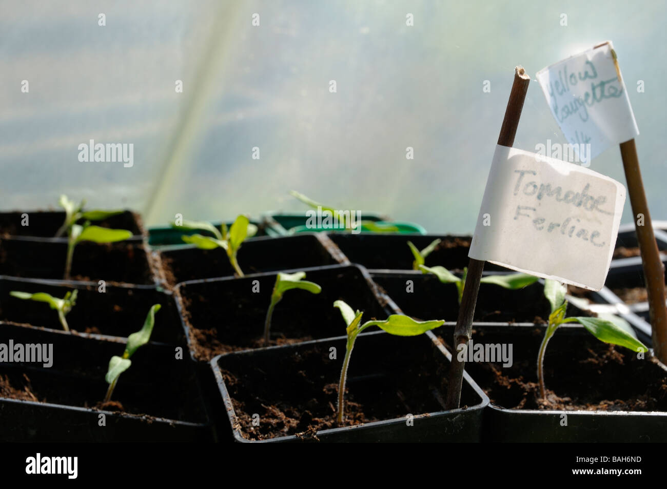 Tomato seedlings in a seedling tray hi-res stock photography and images ...