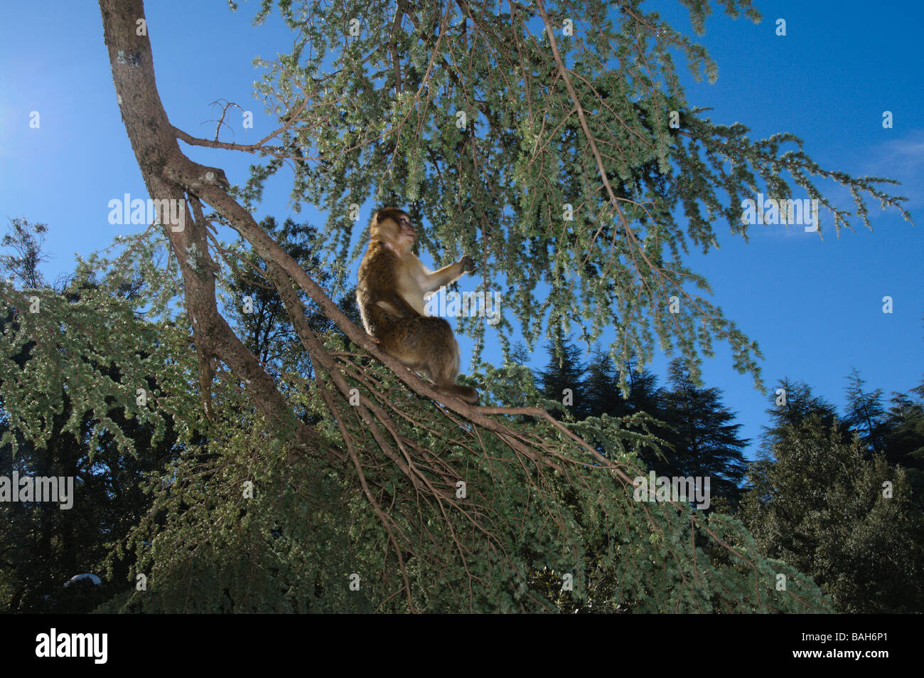 Barbary Macaque Macaca sylvanus climbing on trees in the cedar forest ...