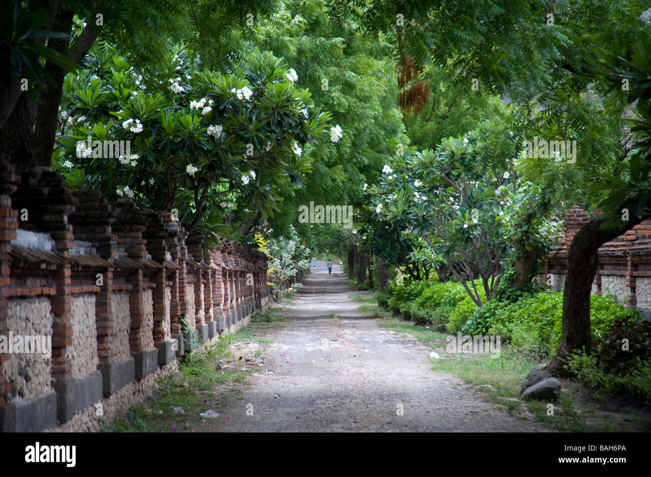 A tree lined path, Bali, Indonesia Stock Photo - Alamy