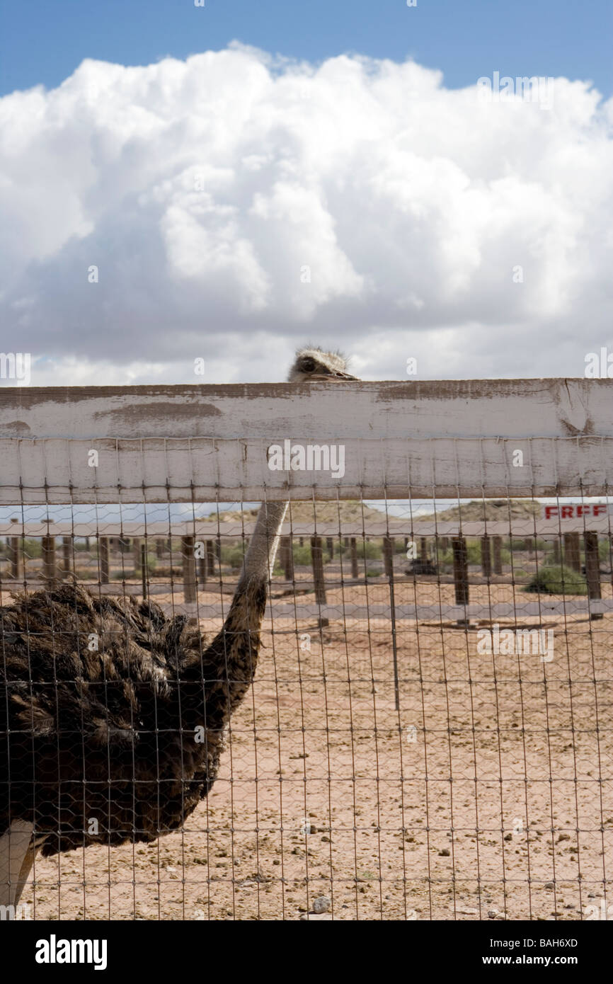 Peeking over fence hi-res stock photography and images - Alamy
