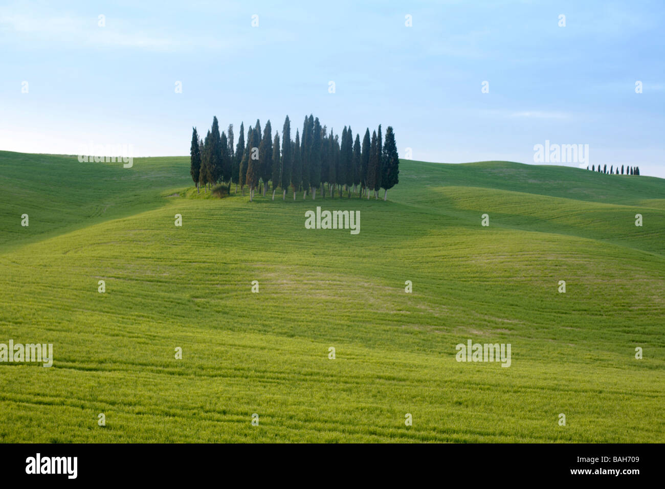 Cupressus trees hi-res stock photography and images - Alamy