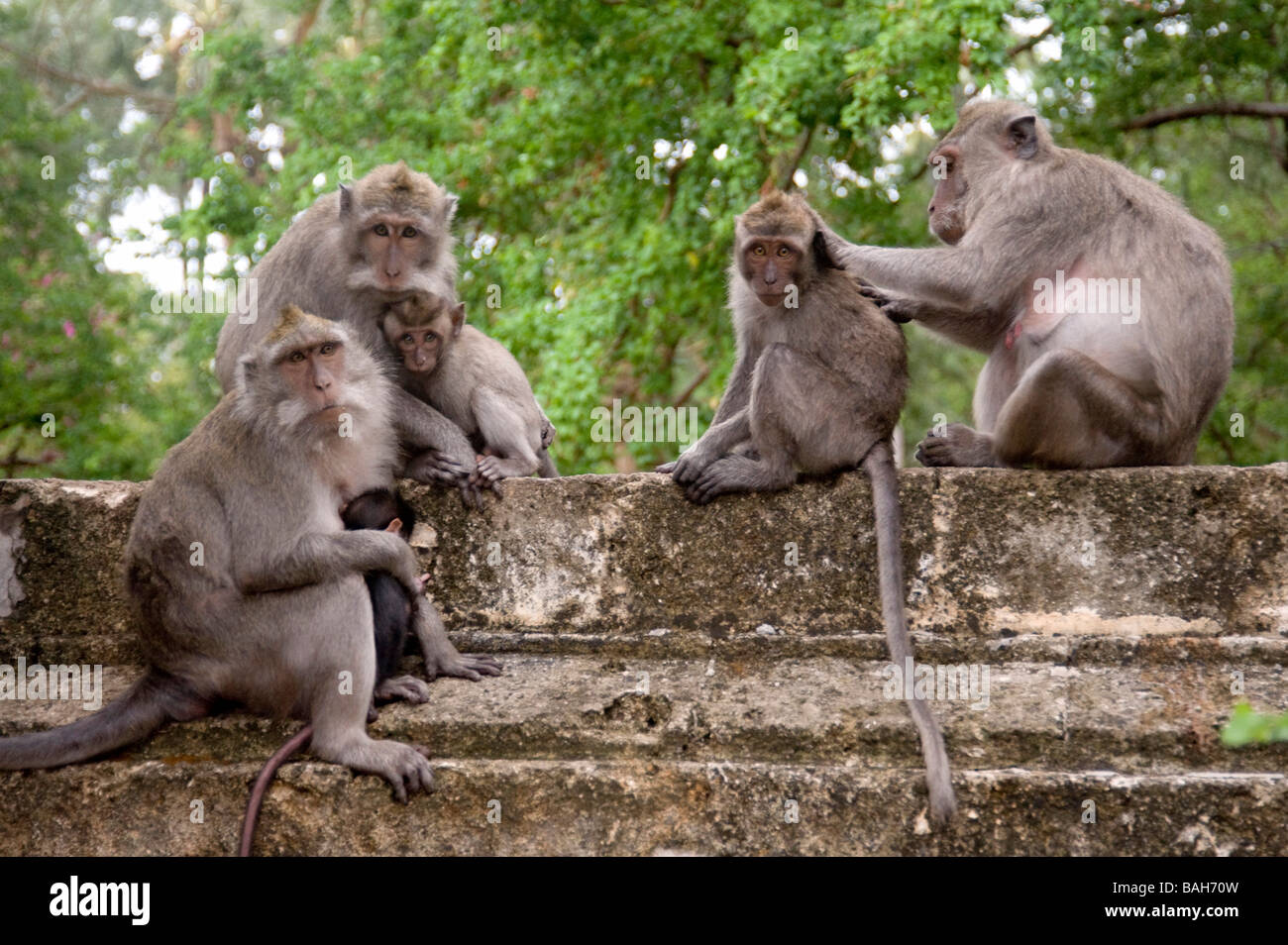 Bali, Indonesia; Monkeys Stock Photo - Alamy