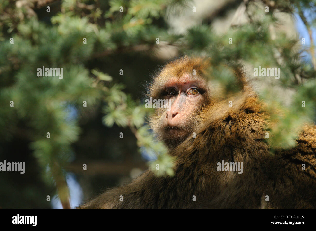 Barbary Macaque Macaca sylvanus climbing on trees in the cedar forest ...