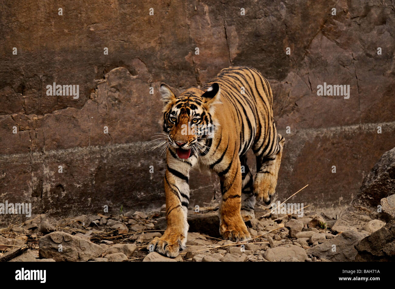 A young tiger walking on a rocky path in Ranthambore national park ...