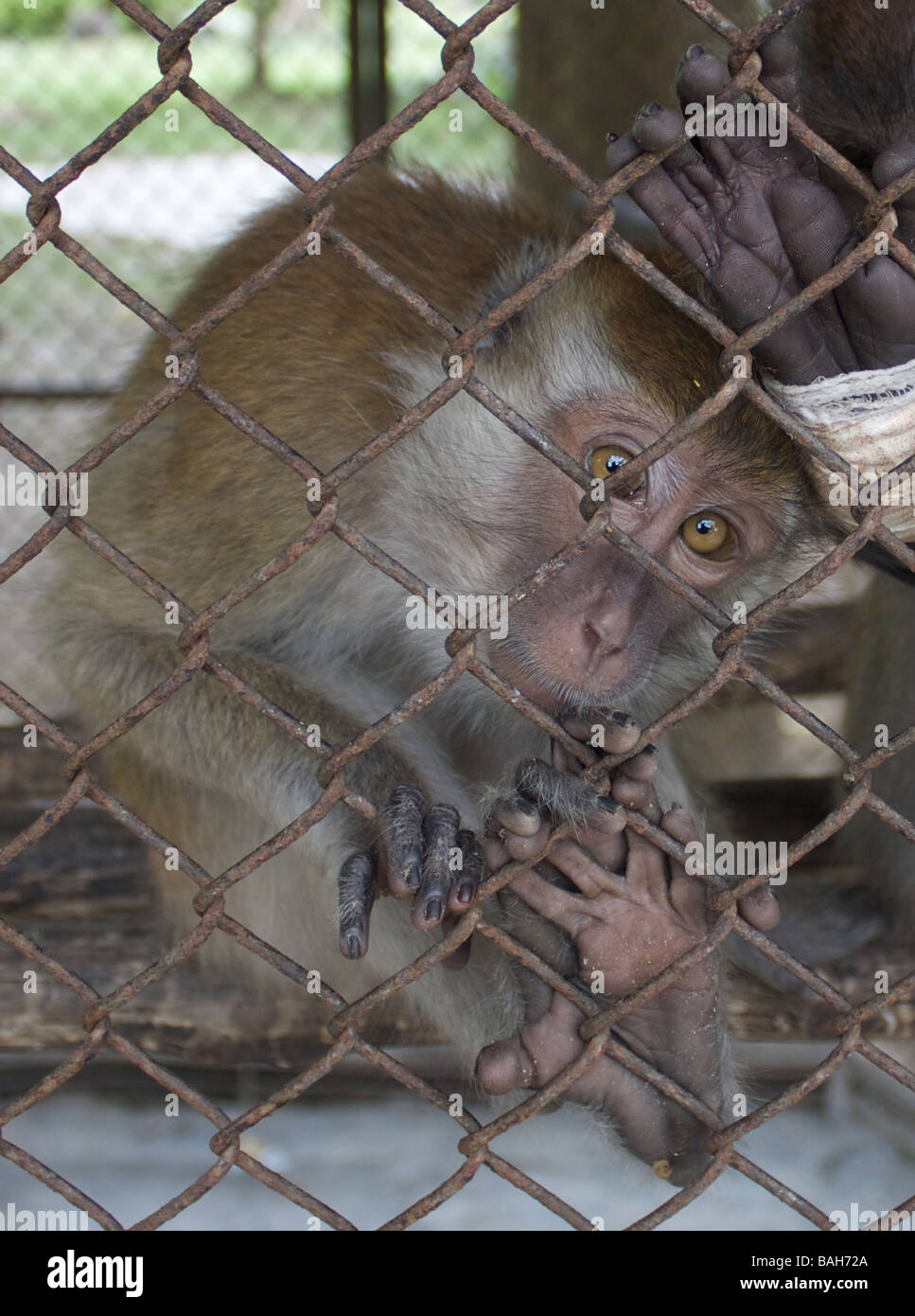 Monkey in a cage on Koh Samui, Thailand Stock Photo - Alamy