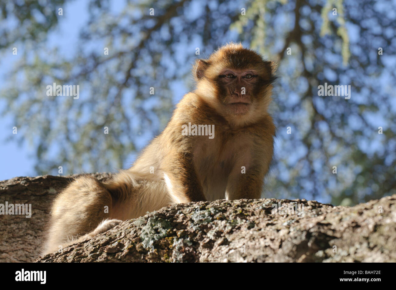 Atlas cedar forest hi-res stock photography and images - Alamy