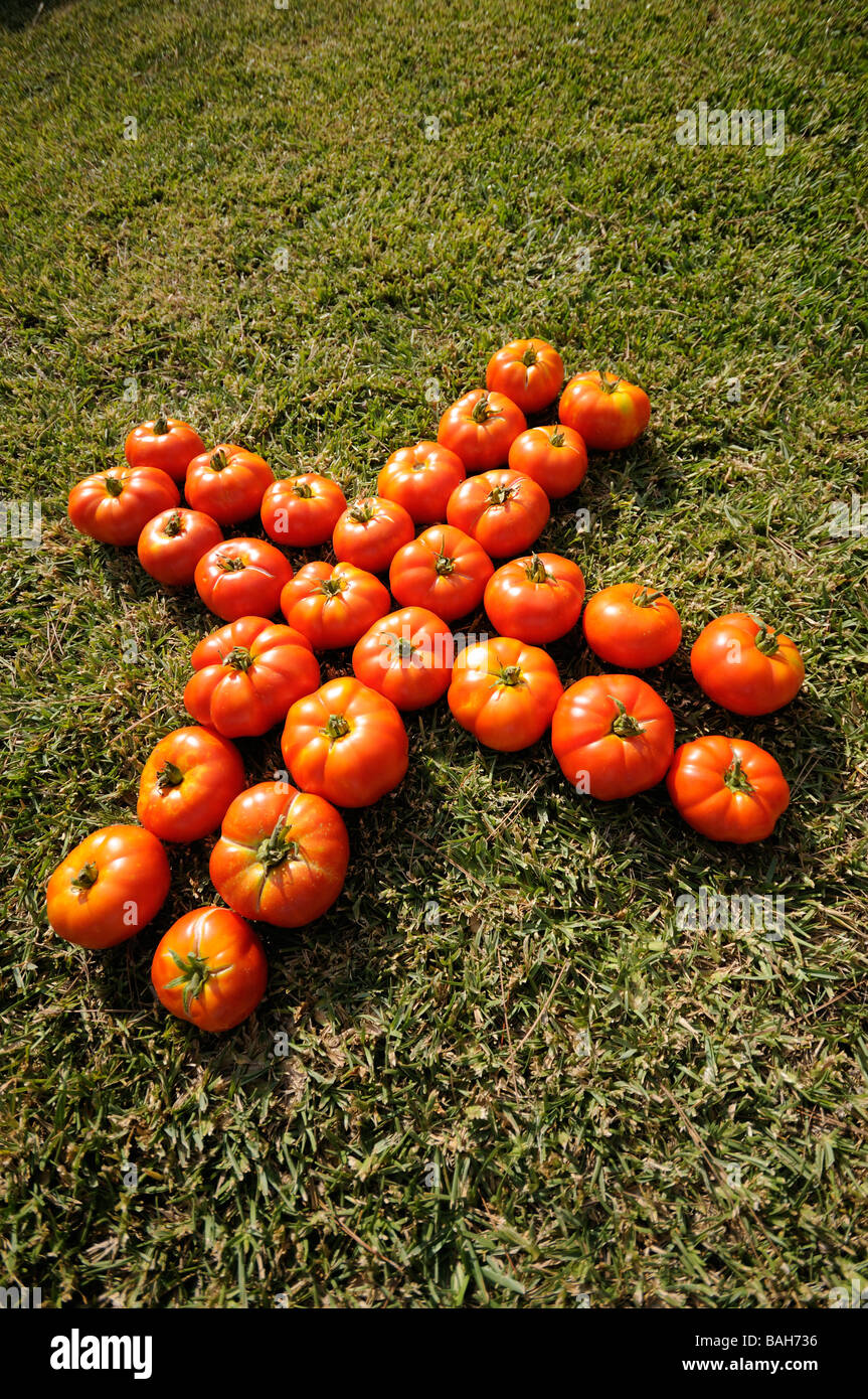 Group of tomatoes representing a cross over the grass Stock Photo - Alamy