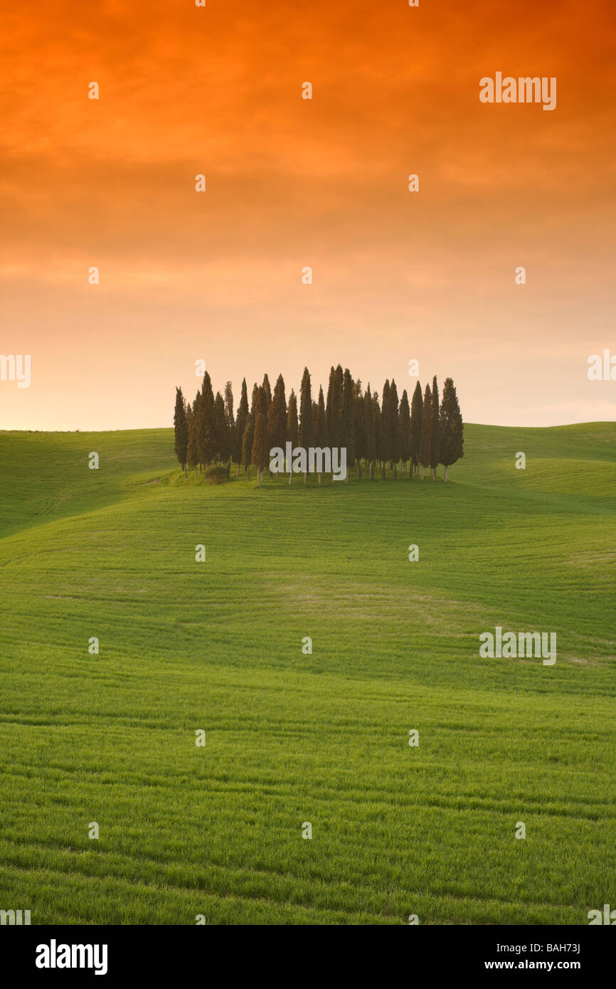Cypress trees Tuscany Italy Stock Photo - Alamy