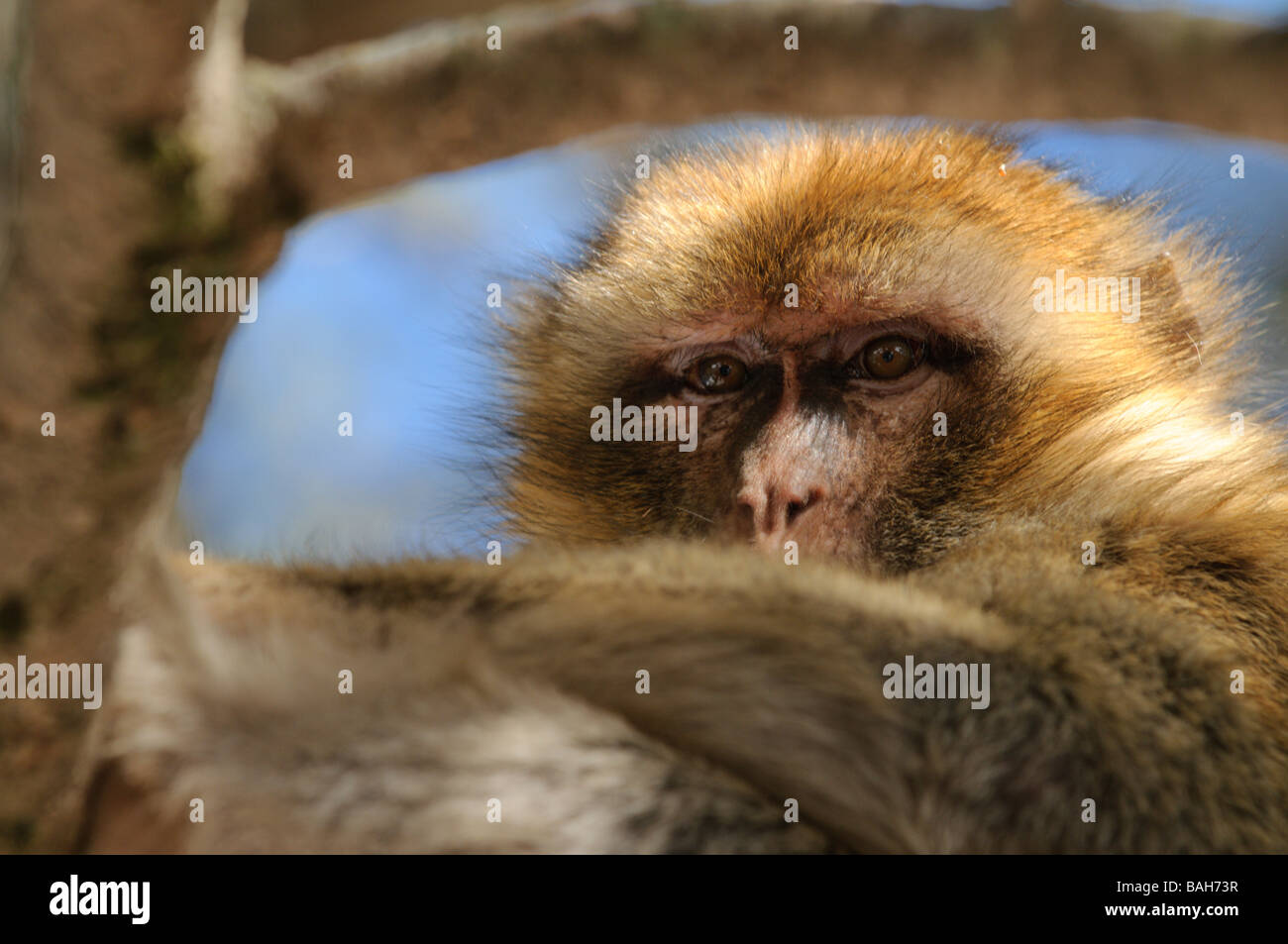 Barbary Macaque Macaca sylvanus climbing on trees in the cedar forest ...