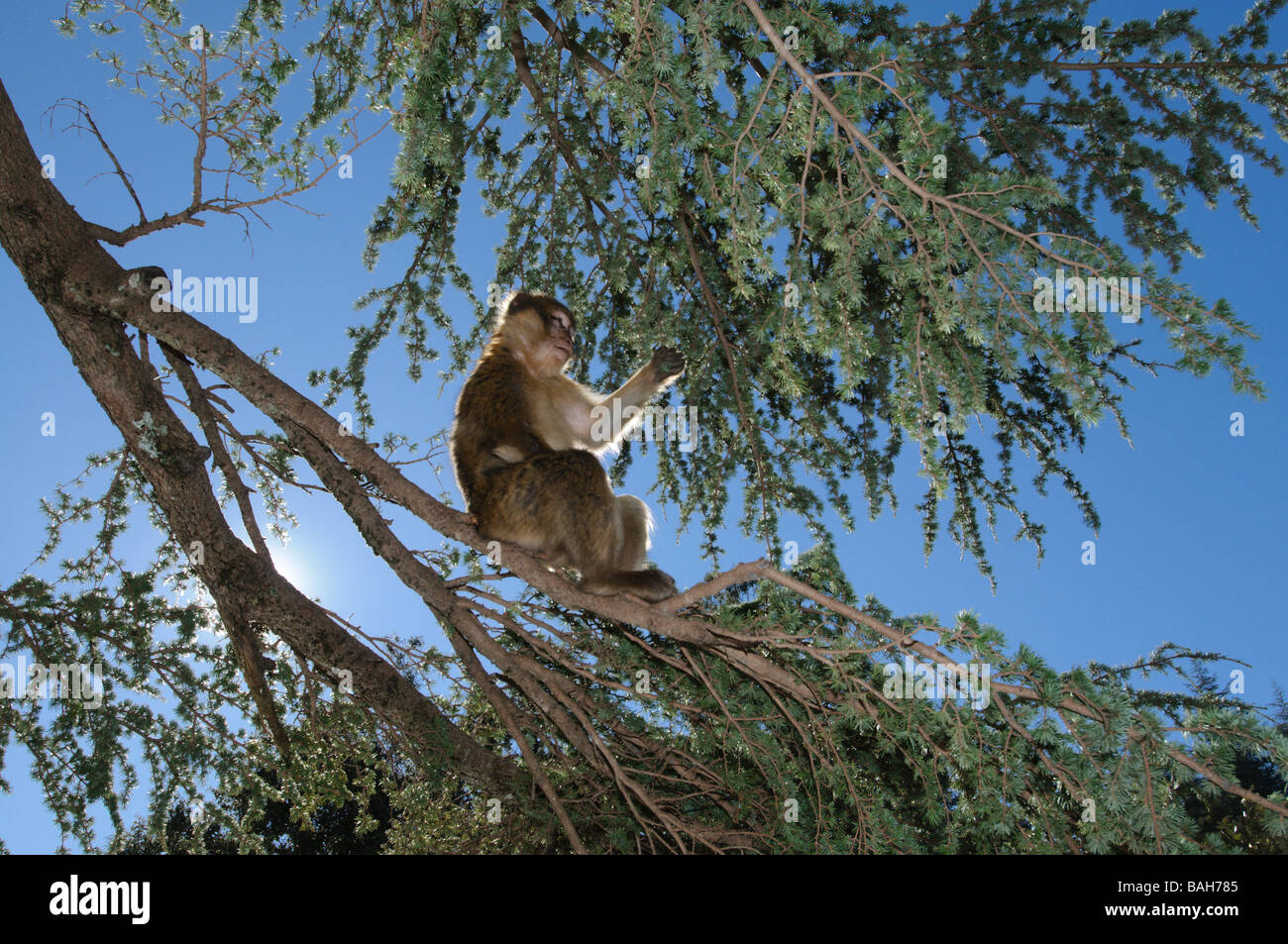 Barbary Macaque Macaca sylvanus climbing on trees in the cedar forest ...