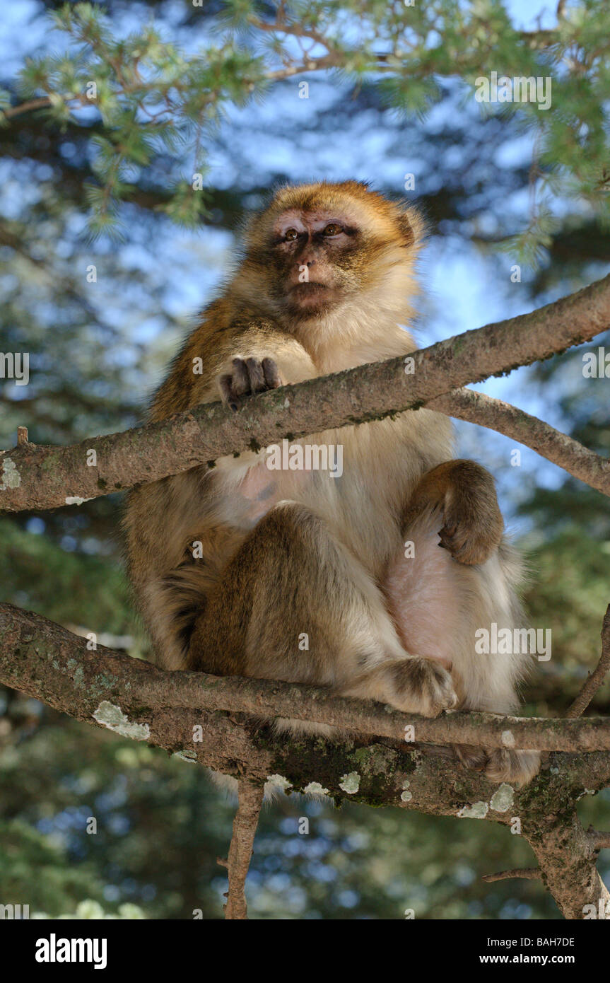 Barbary Macaque Macaca sylvanus climbing on trees in the cedar forest Mid Atlas range Azrou ...