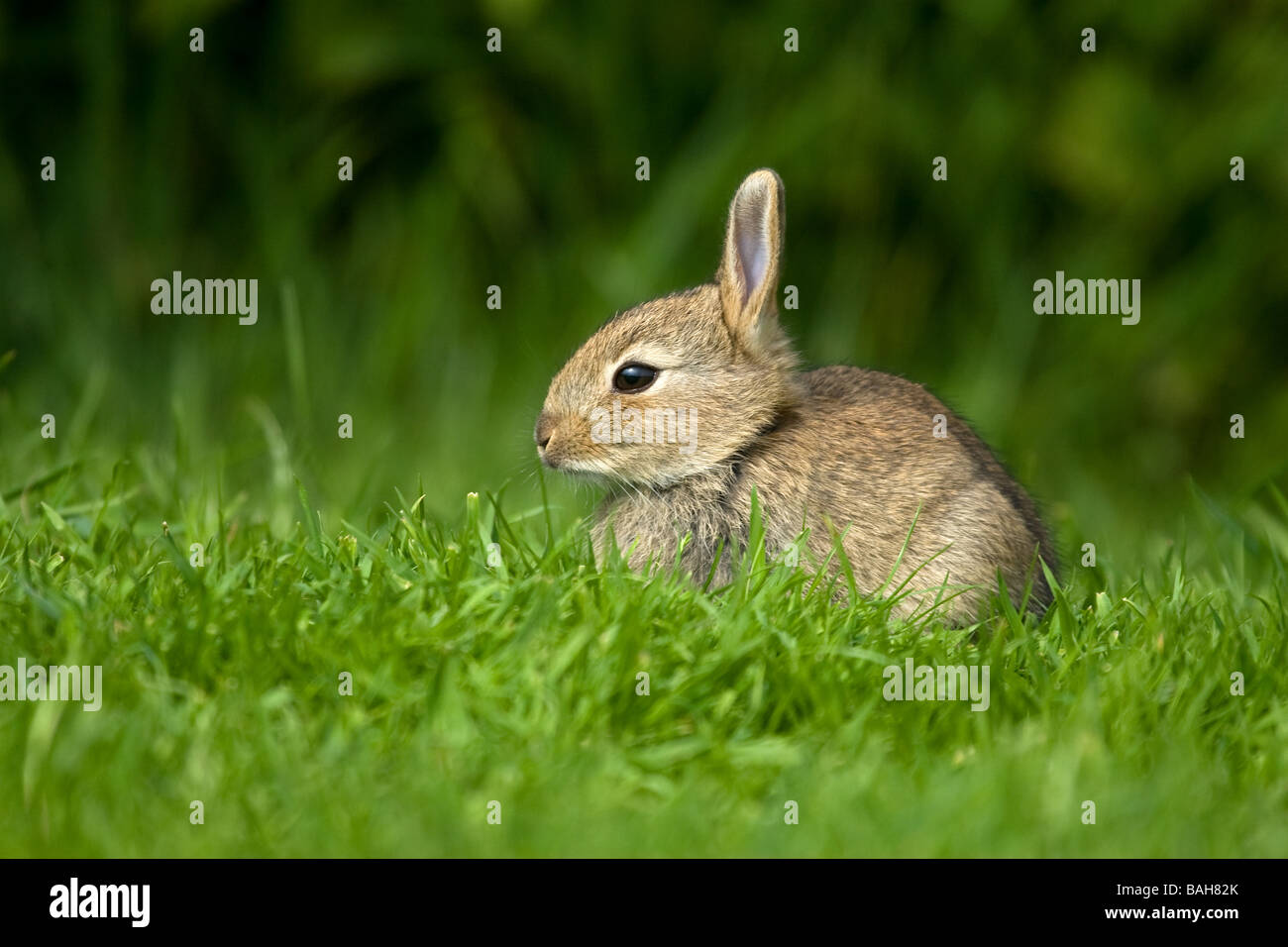 Rabbit browsing hi-res stock photography and images - Alamy