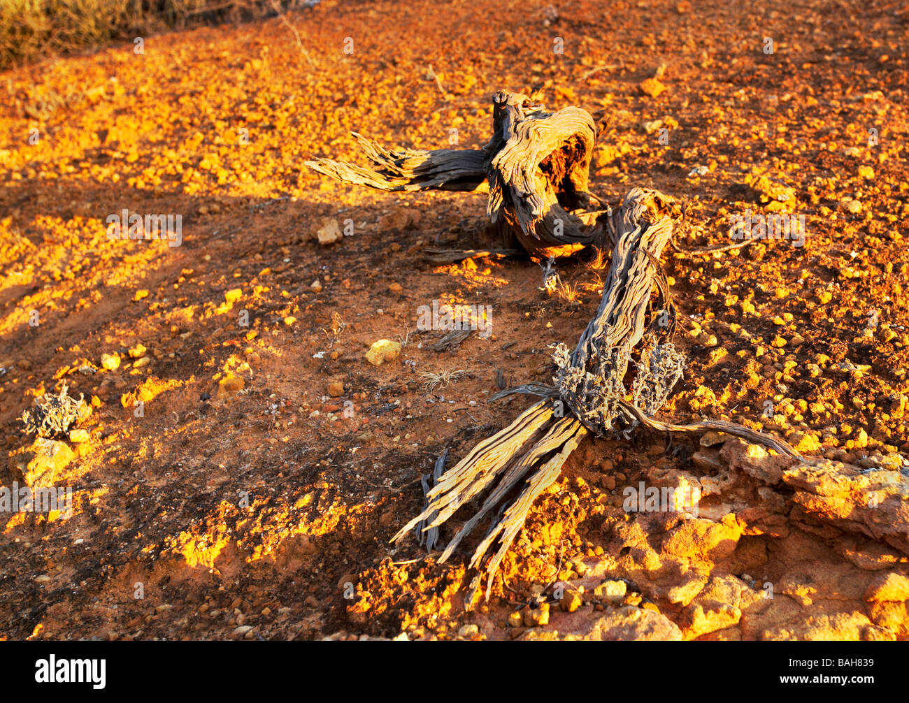 Dried and Withered Stock Photo - Alamy