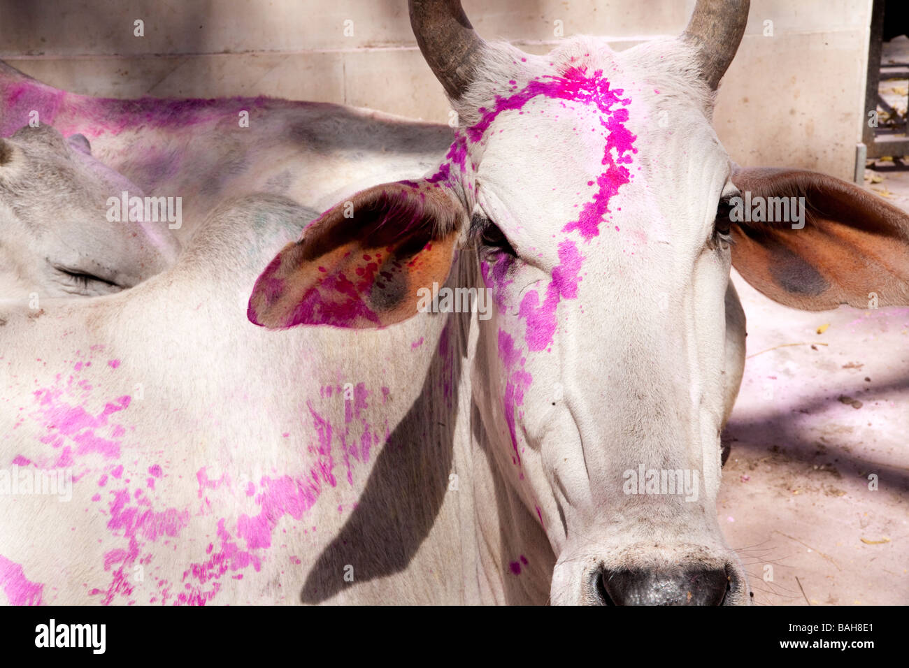 A holy Cow During The Holi Celebrations Mathura India Stock Photo - Alamy
